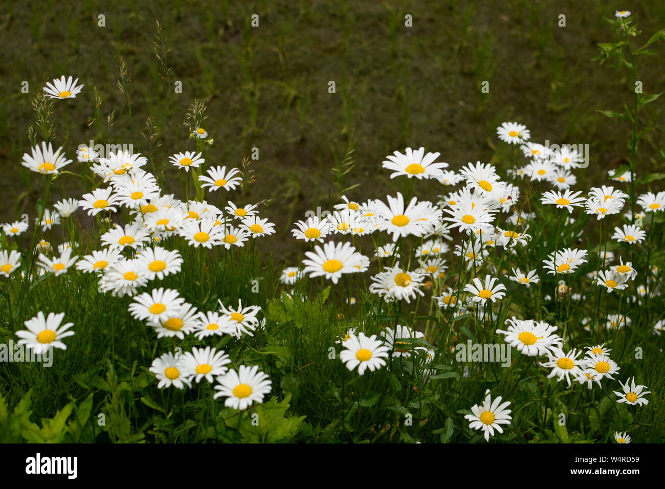 Japanese daisies hi-res stock photography and images - Alamy
