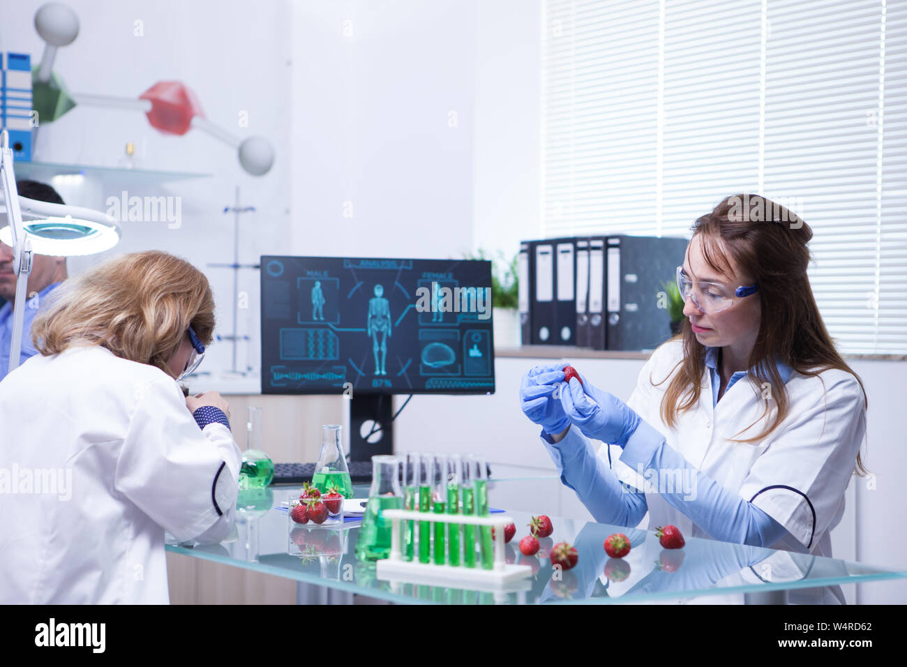 Female scientist looking looking carefully at a infected strawberries ...