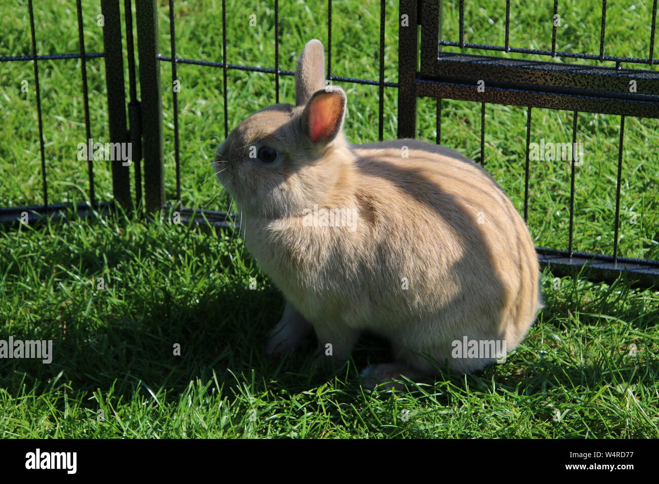 Domestic rabbit garden hi-res stock photography and images - Alamy
