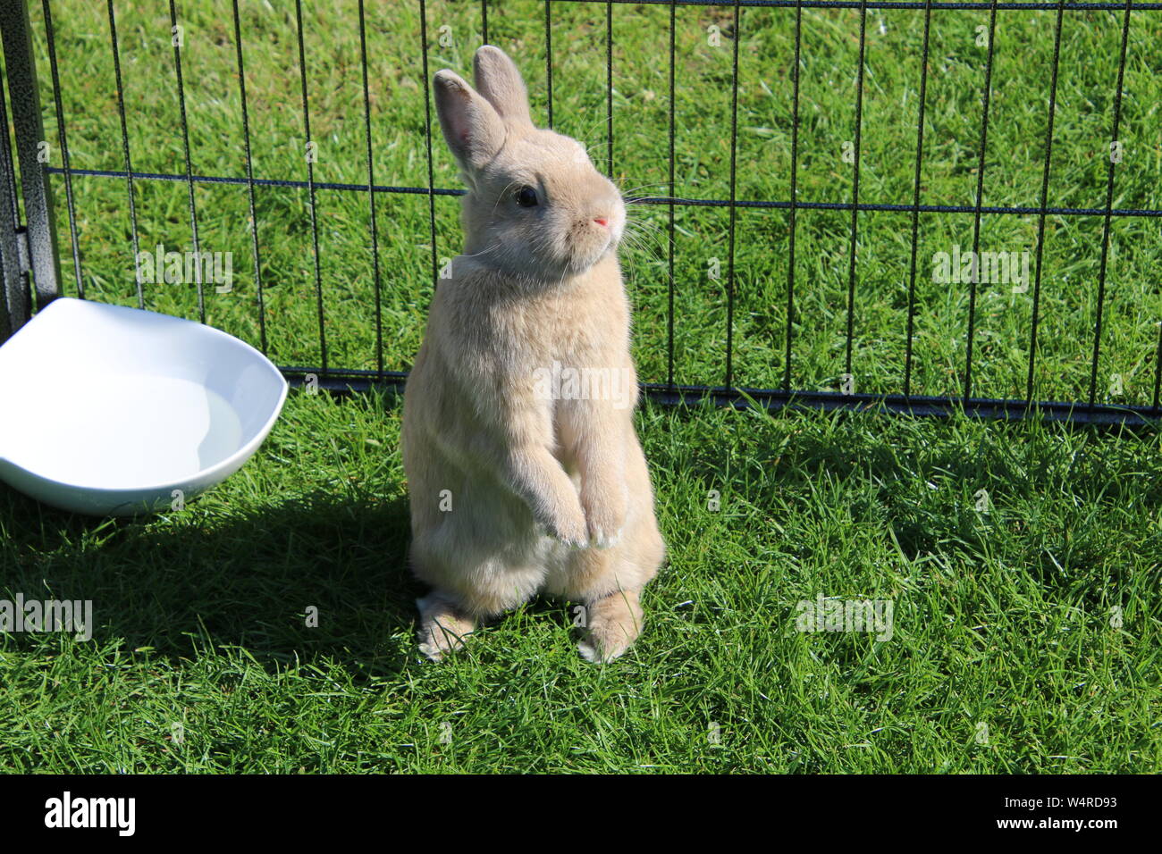Domestic Cream bunny rabbit Oryctolagus cuniculus in garden on grass ...