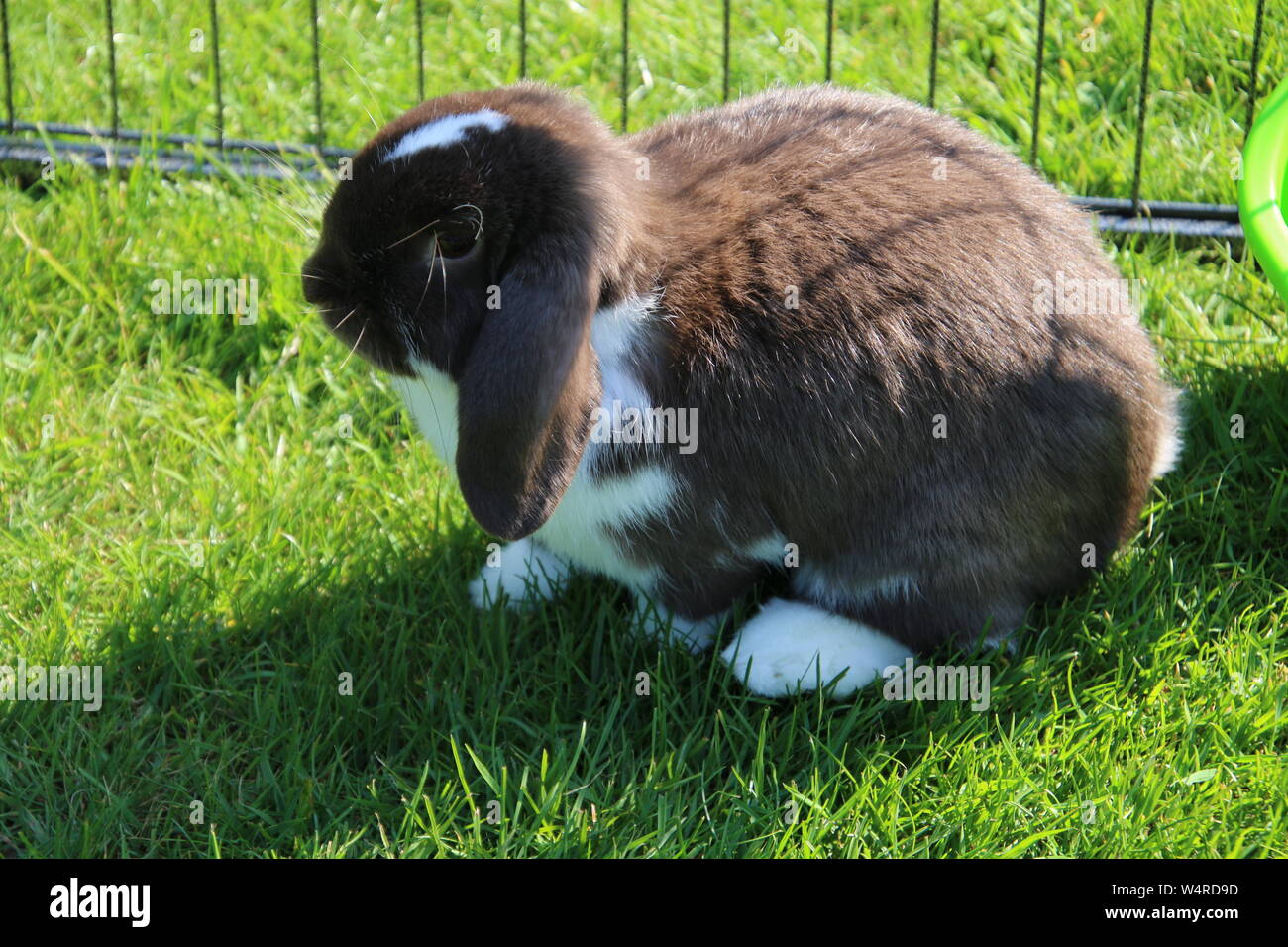 Chocolate Brown Rabbit