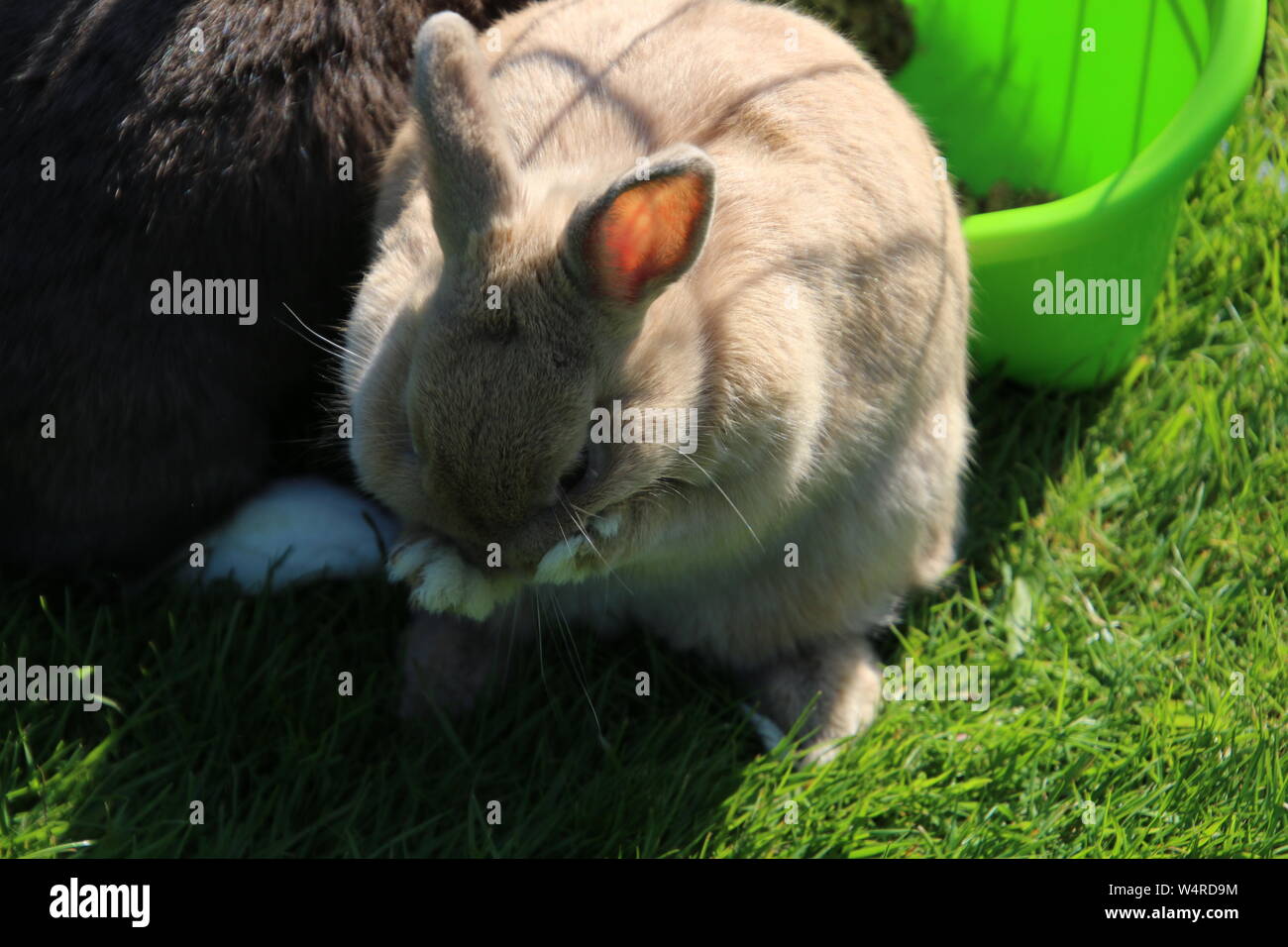 Domestic Cream bunny rabbit washing paws Oryctolagus cuniculus in ...