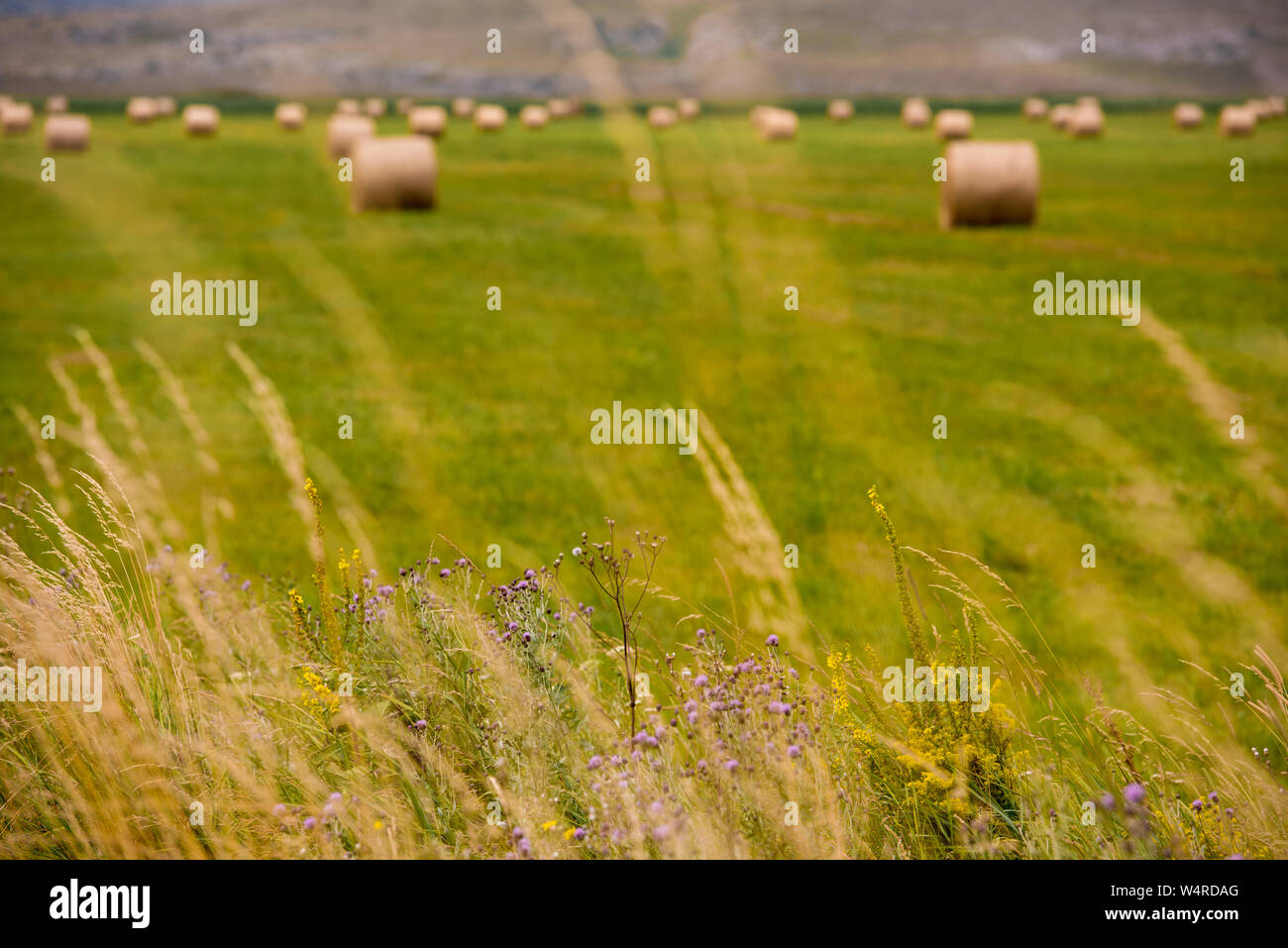 Rolls of hay in a wide field Stock Photo - Alamy