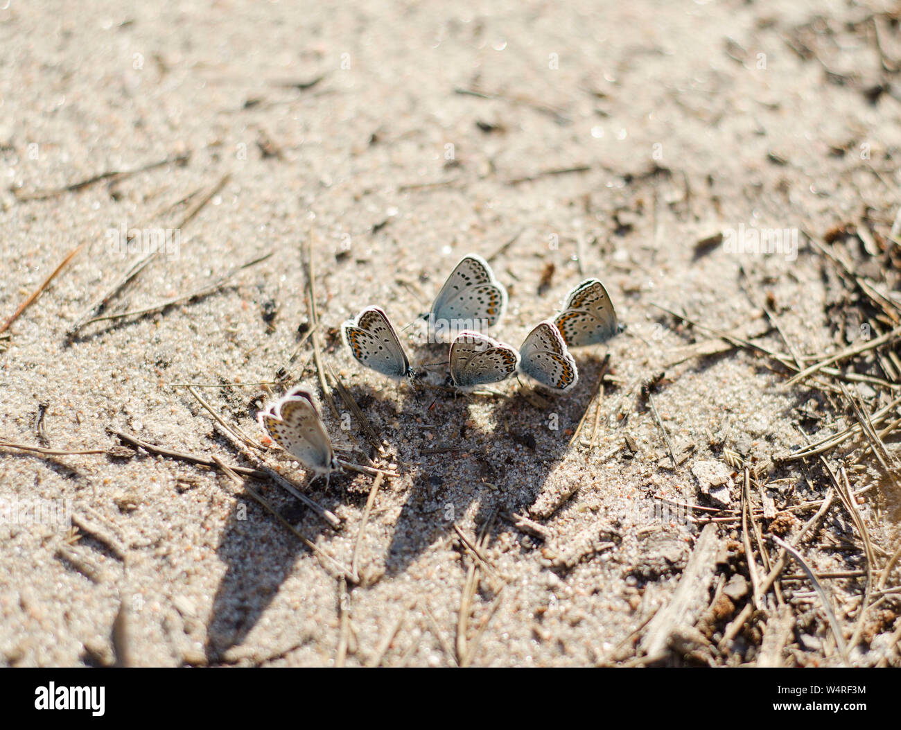 Flockofbutterflies hi-res stock photography and images - Alamy
