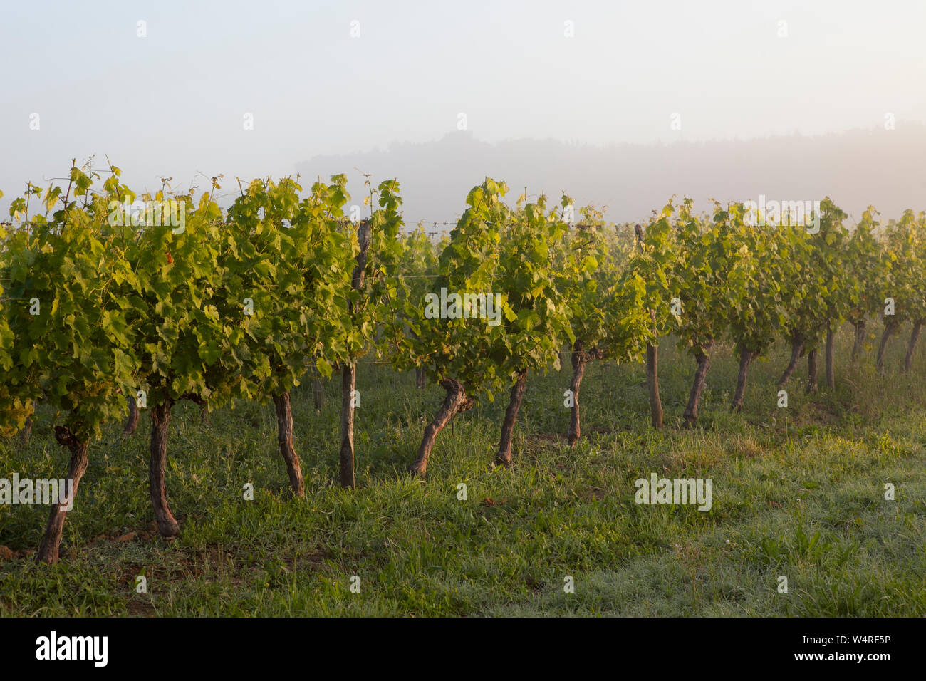 Duras hi-res stock photography and images - Alamy