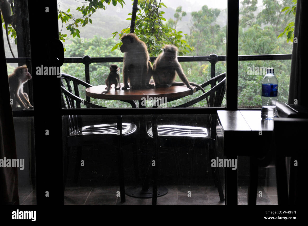Sri Lanka, Dambulla, Hotel Kandalama, monkeys Stock Photo - Alamy