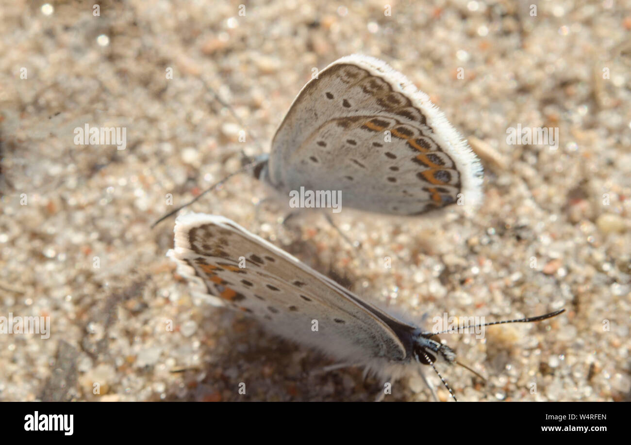 Front butterfly hi-res stock photography and images - Alamy