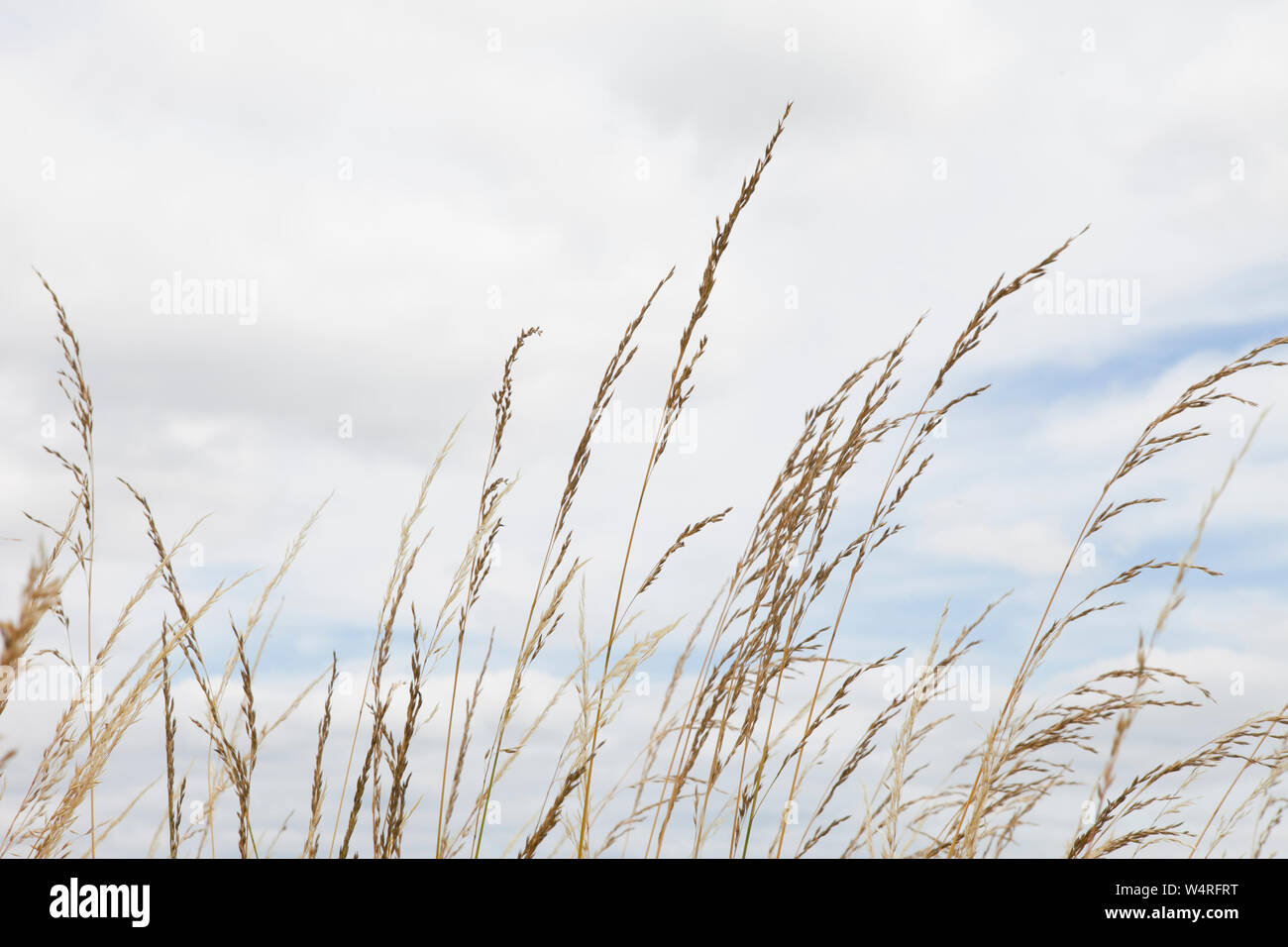 Grass and wind hi-res stock photography and images - Alamy