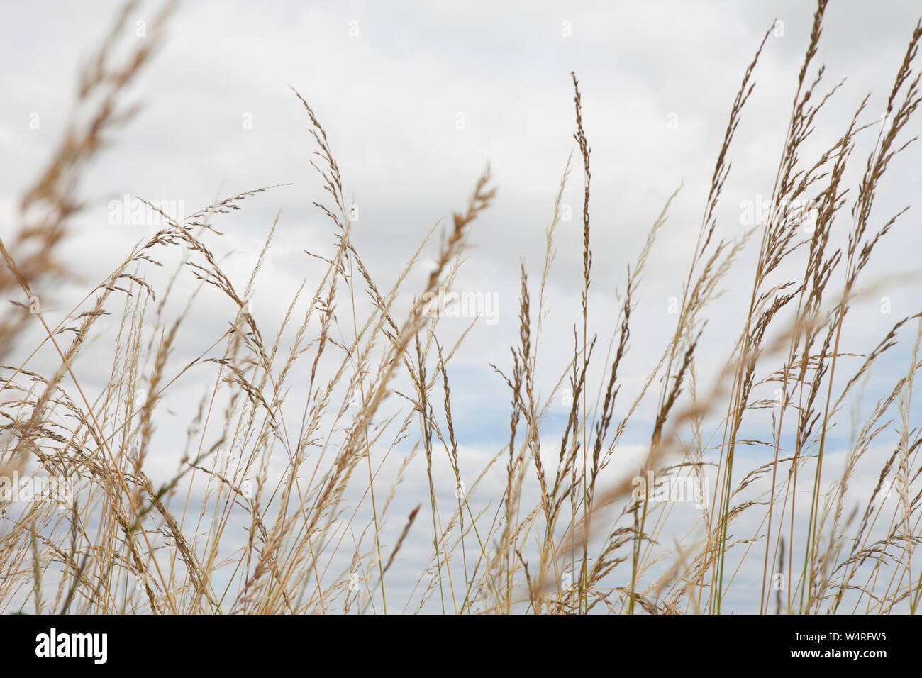 Tall grass blowing in wind hi-res stock photography and images - Alamy