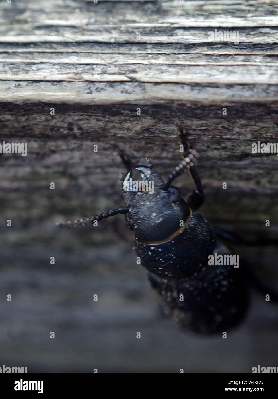 Threat vertical hi-res stock photography and images - Alamy
