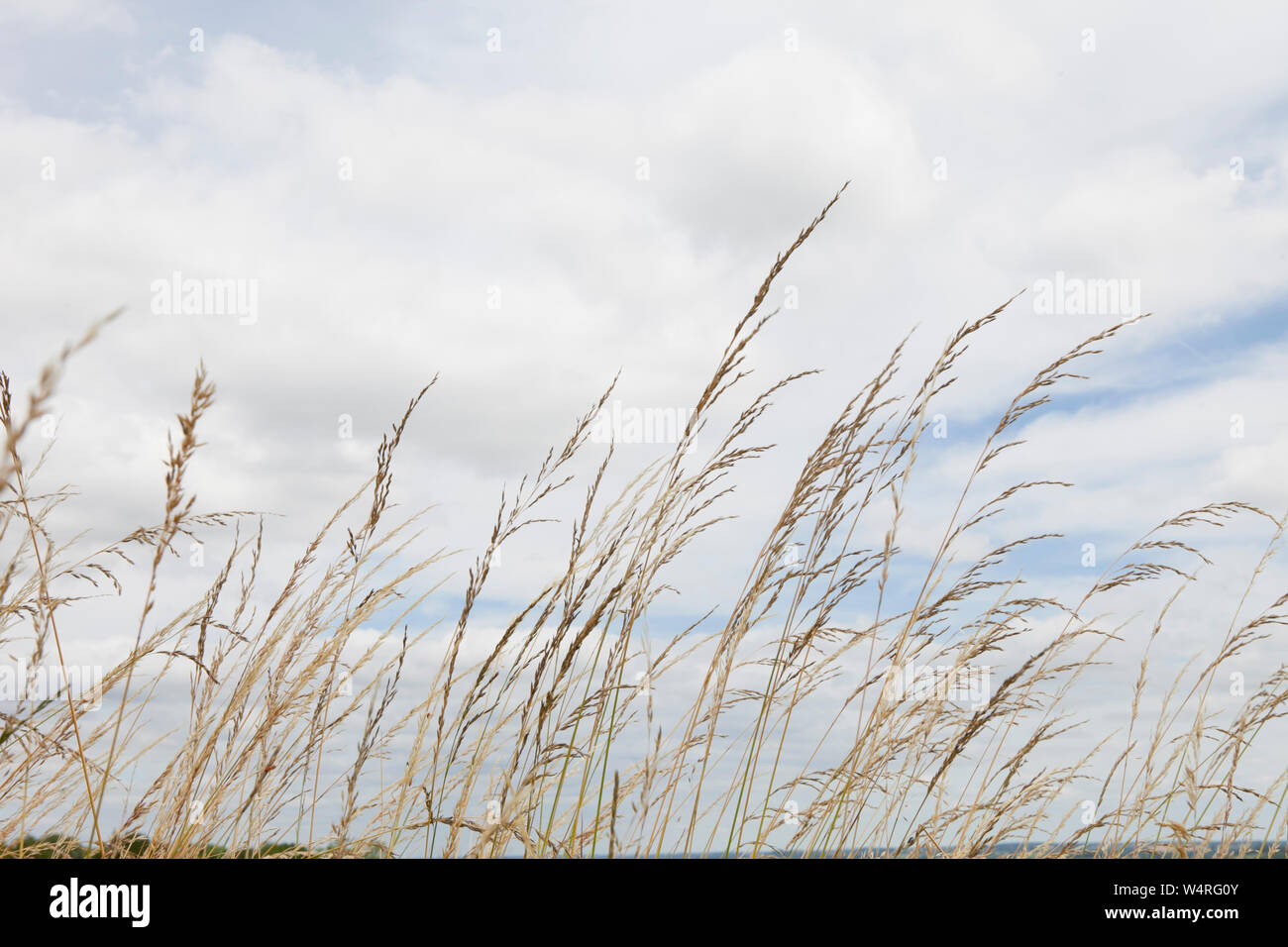 Tall grass blowing in wind hi-res stock photography and images - Alamy
