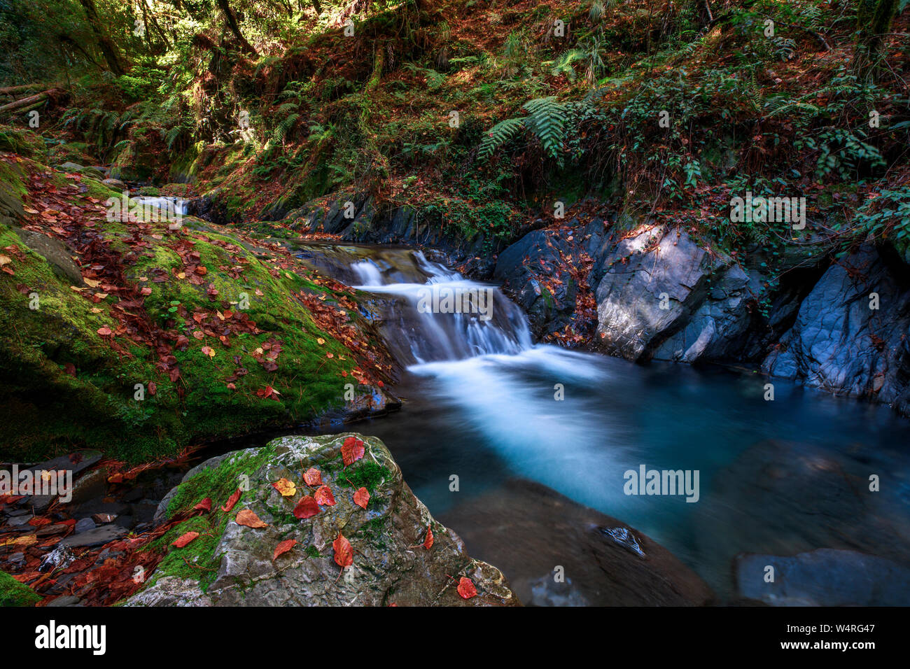 Taiwan forest hi-res stock photography and images - Alamy