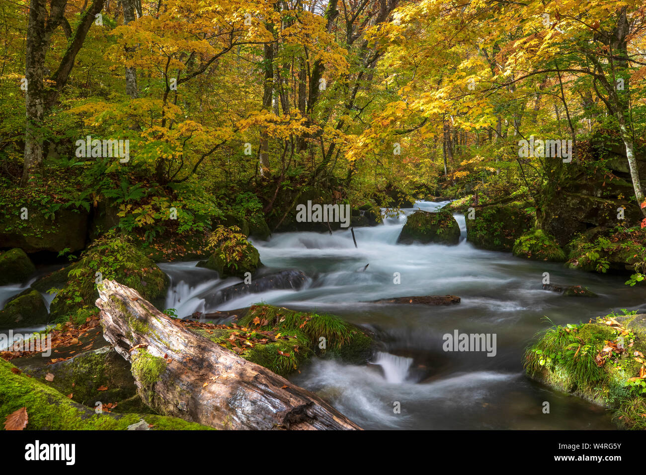 Oirase Stream flowing through autumn forest, Towada, Aomori Prefecture ...
