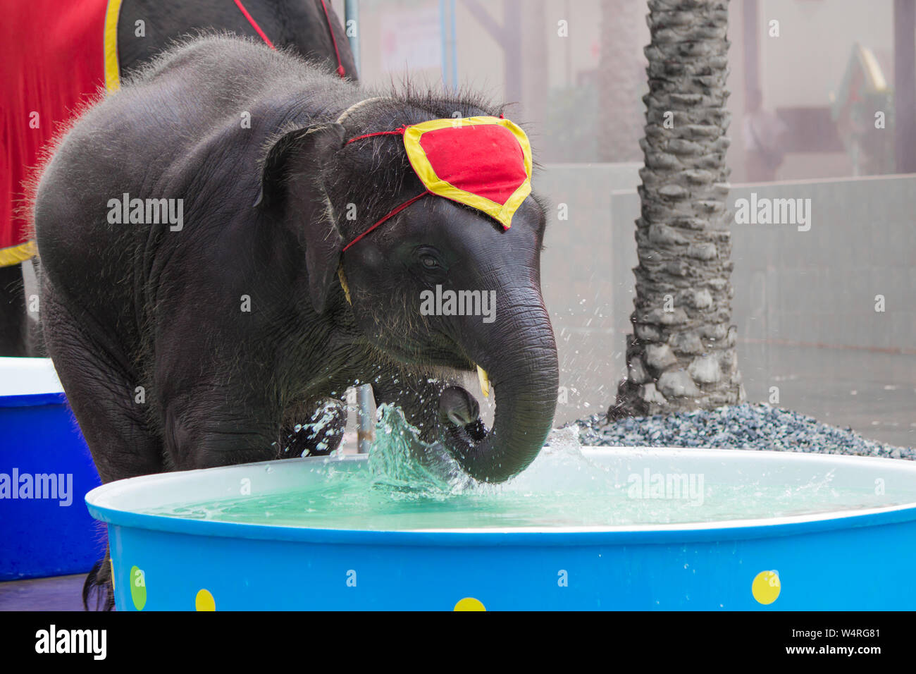 Elephant and water Stock Photo - Alamy