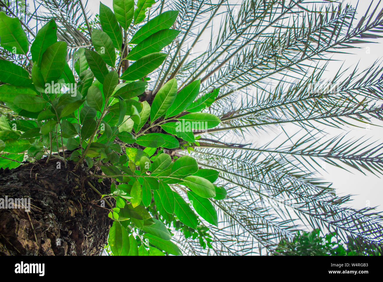 Birth of a big tree hi-res stock photography and images - Alamy