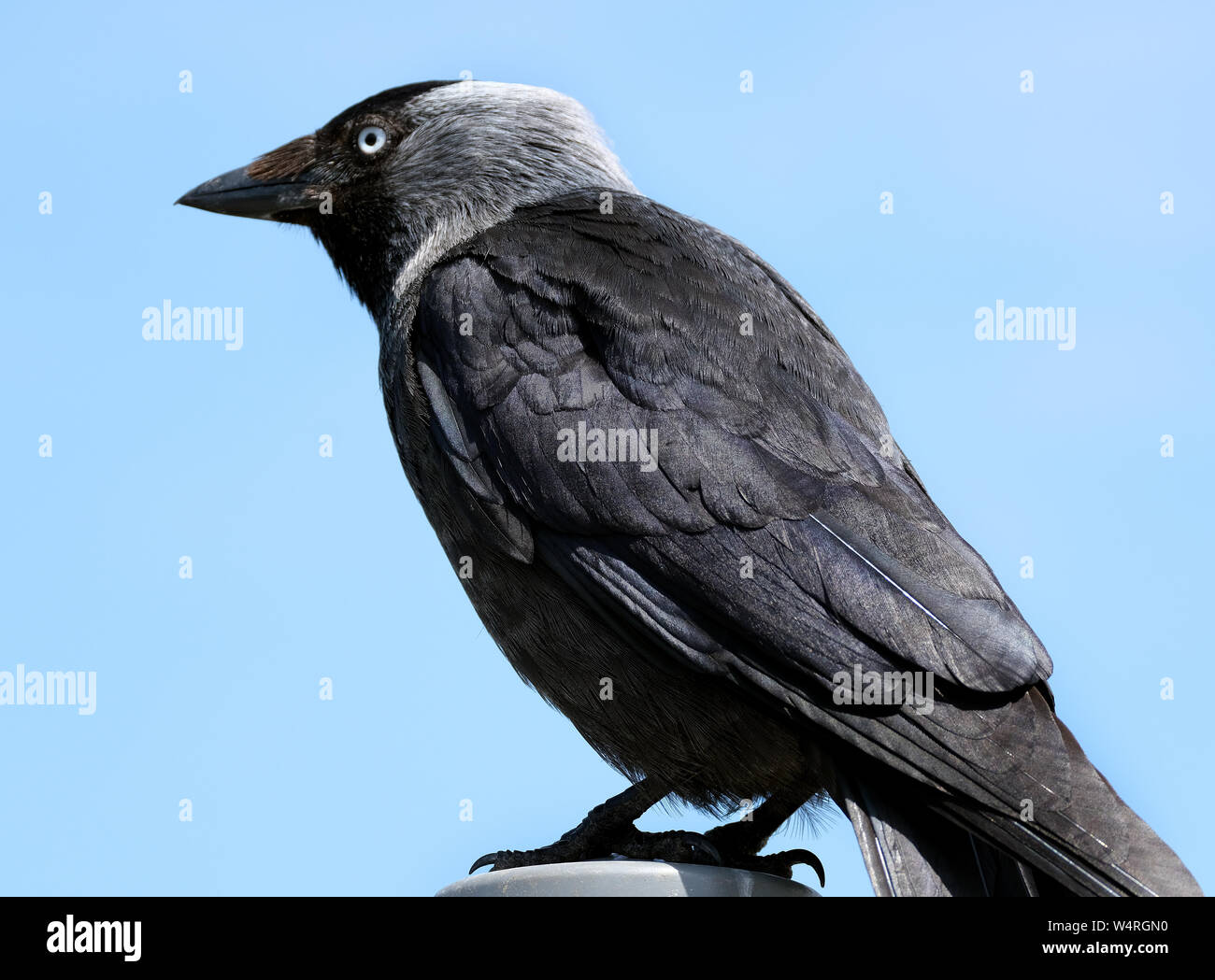The western jackdaw, also known as the Eurasian jackdaw, European ...