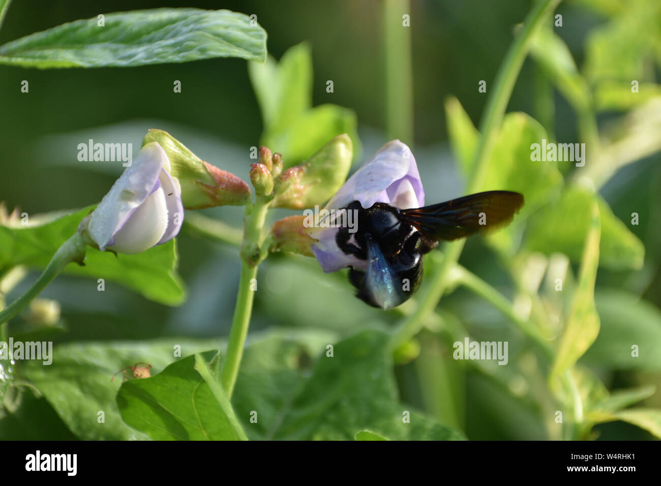 flower and bug Stock Photo - Alamy