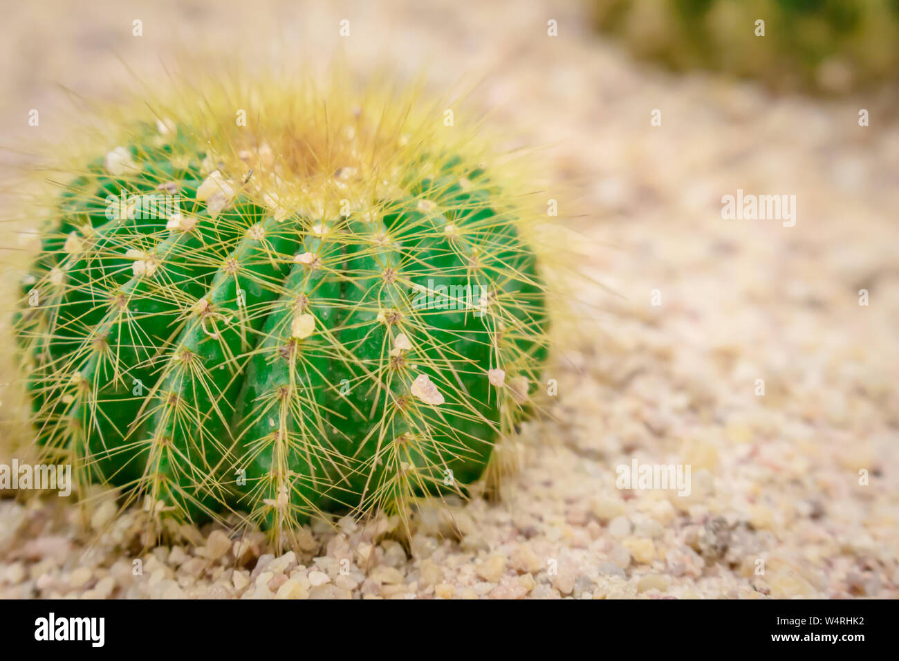 Small lobe hi-res stock photography and images - Alamy
