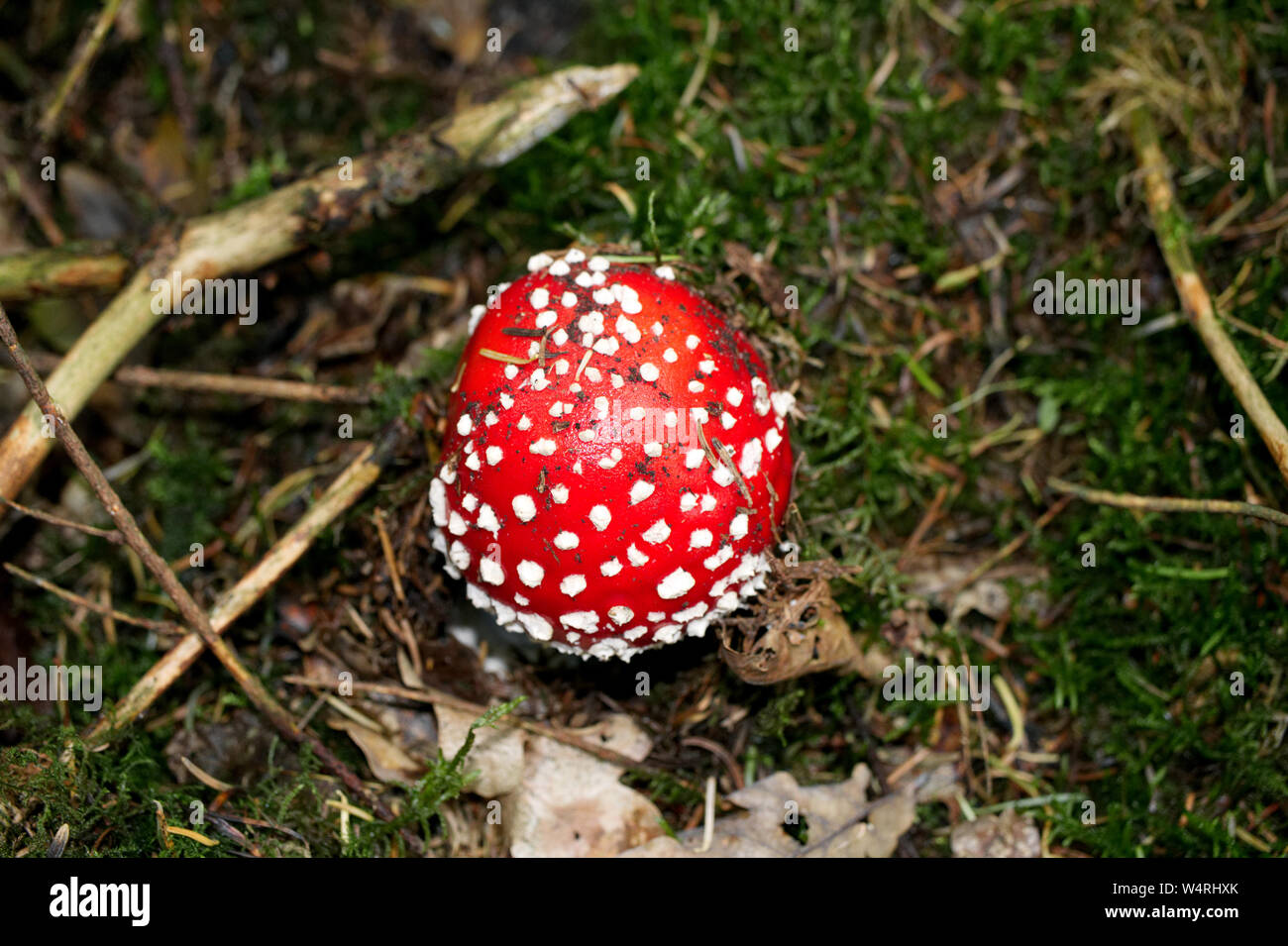 A Bright Red Mushroom in the middle of the Forest. Shoot at a Forest in ...