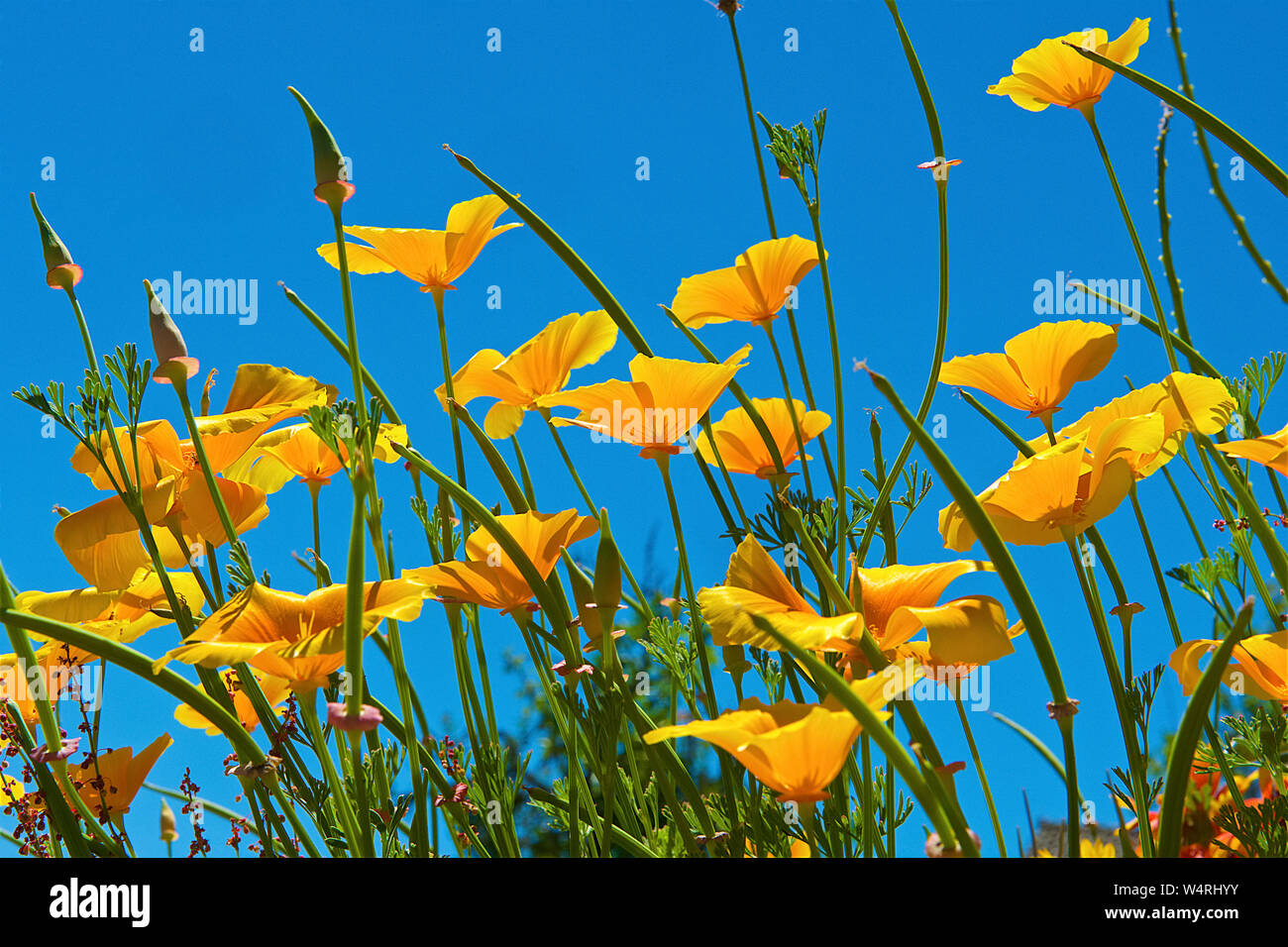 Field of flowers Stock Photo - Alamy