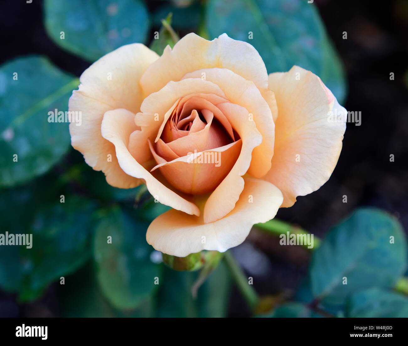 Strong colours rose hi-res stock photography and images - Alamy