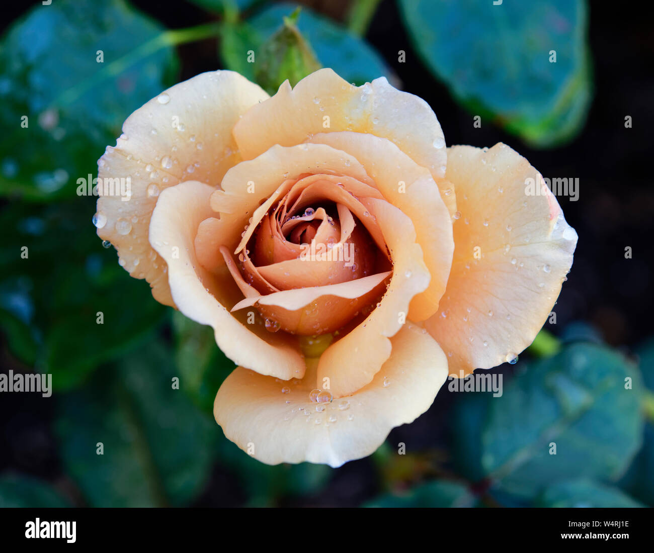 Strong colours rose hi-res stock photography and images - Alamy