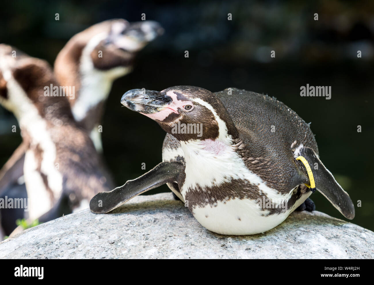 The Humboldt Penguin, Spheniscus humboldti also termed Peruvian penguin ...