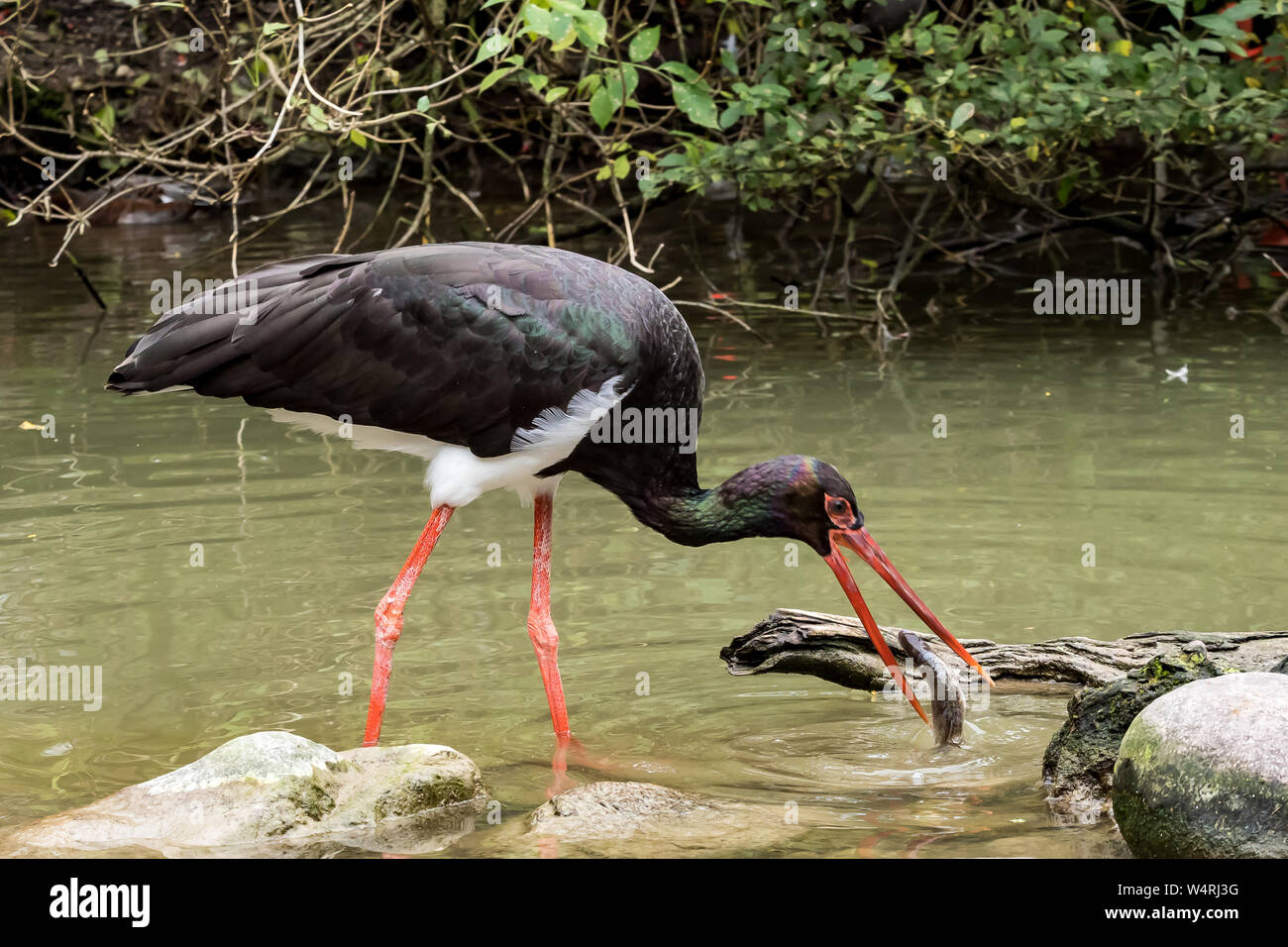 The Black stork, Ciconia nigra is a large bird in the stork family ...