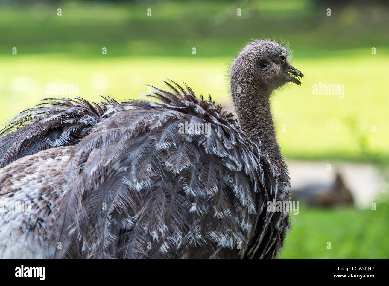 Darwin's rhea, Rhea pennata also known as the lesser rhea. It is a ...
