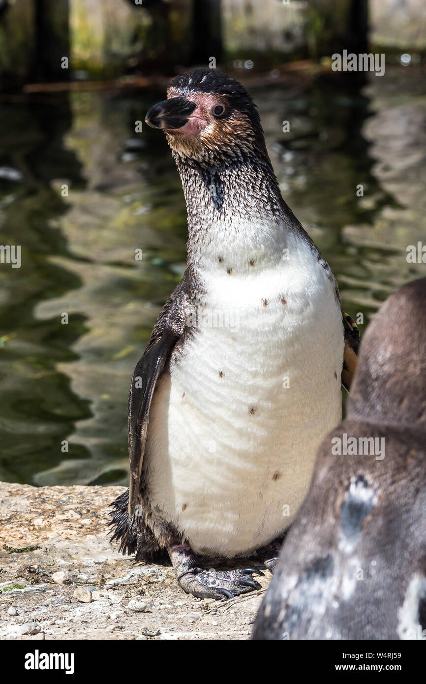 The Humboldt Penguin, Spheniscus humboldti also termed Peruvian penguin ...