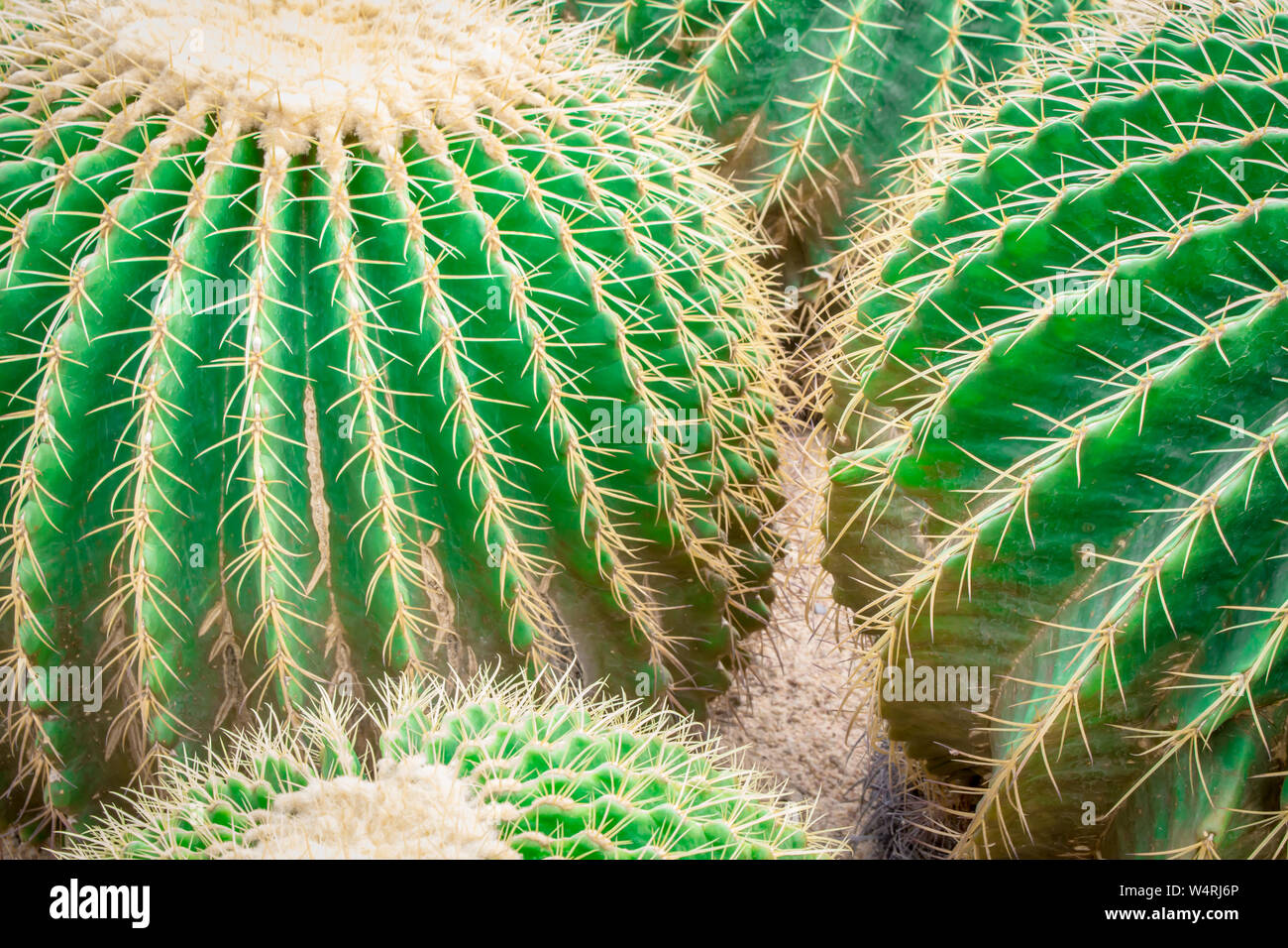 Big cactus long sharp hi-res stock photography and images - Alamy