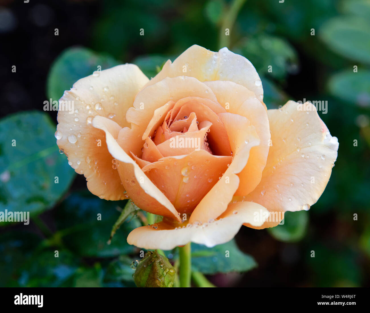 Gardens in australia roses hi-res stock photography and images - Alamy