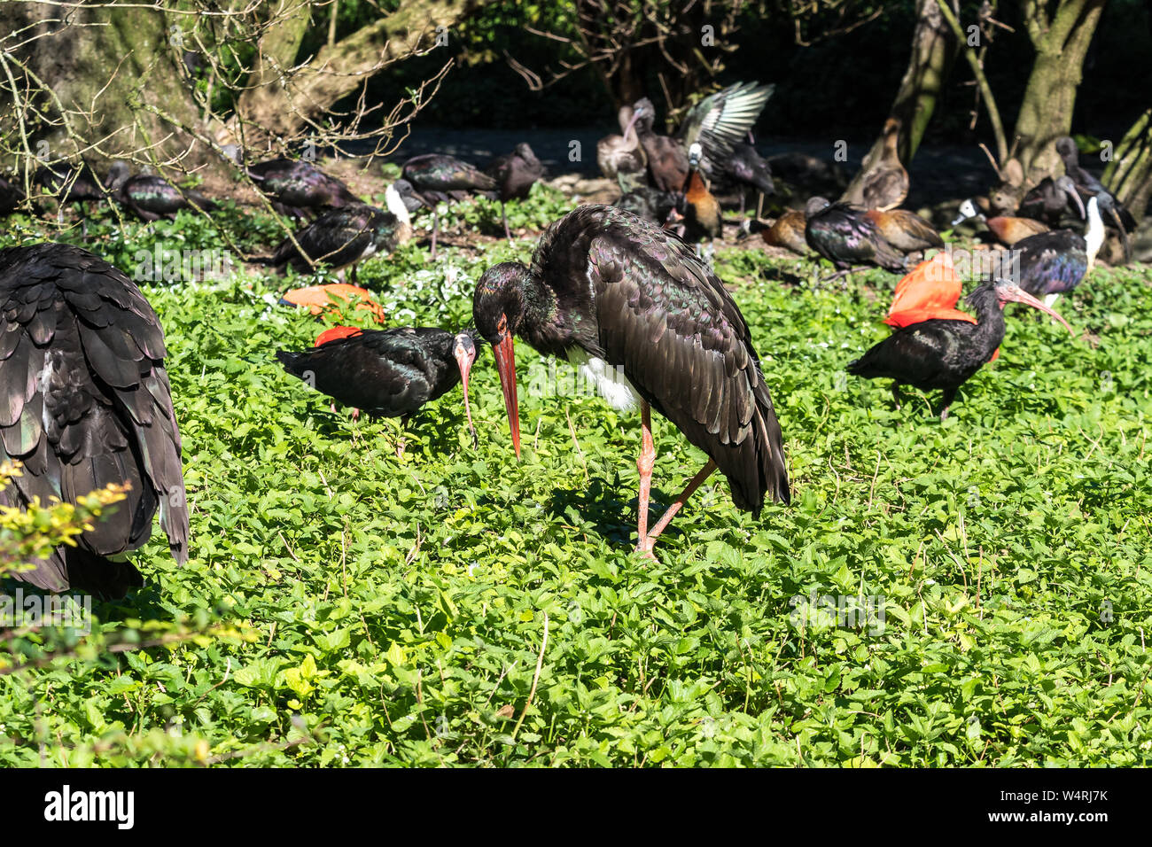 The Black stork, Ciconia nigra is a large bird in the stork family ...