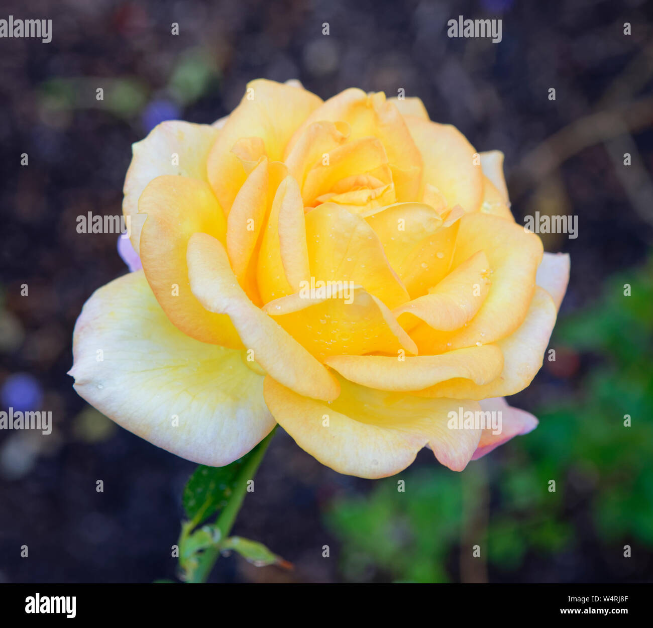 Australian Rose Garden Flowers Stock Photo - Alamy