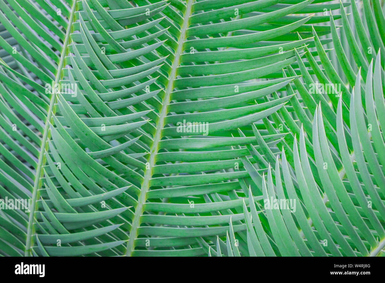 cycad leaves arranged beautifully in the forest Stock Photo - Alamy