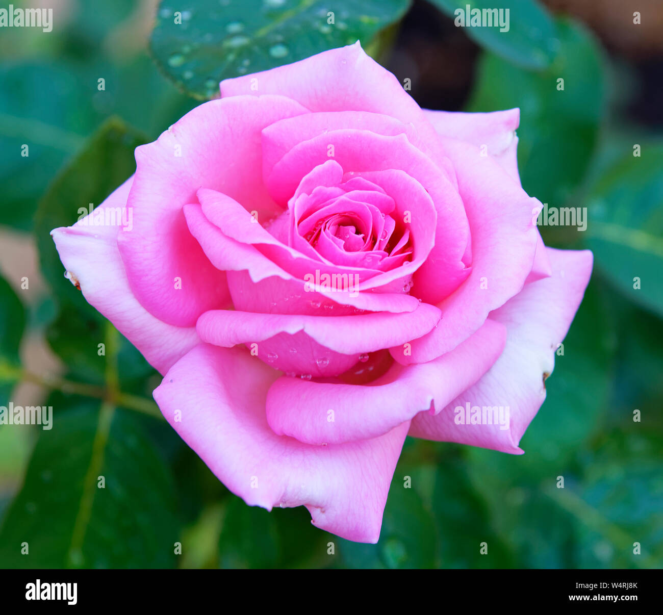 Strong colours rose hi-res stock photography and images - Alamy
