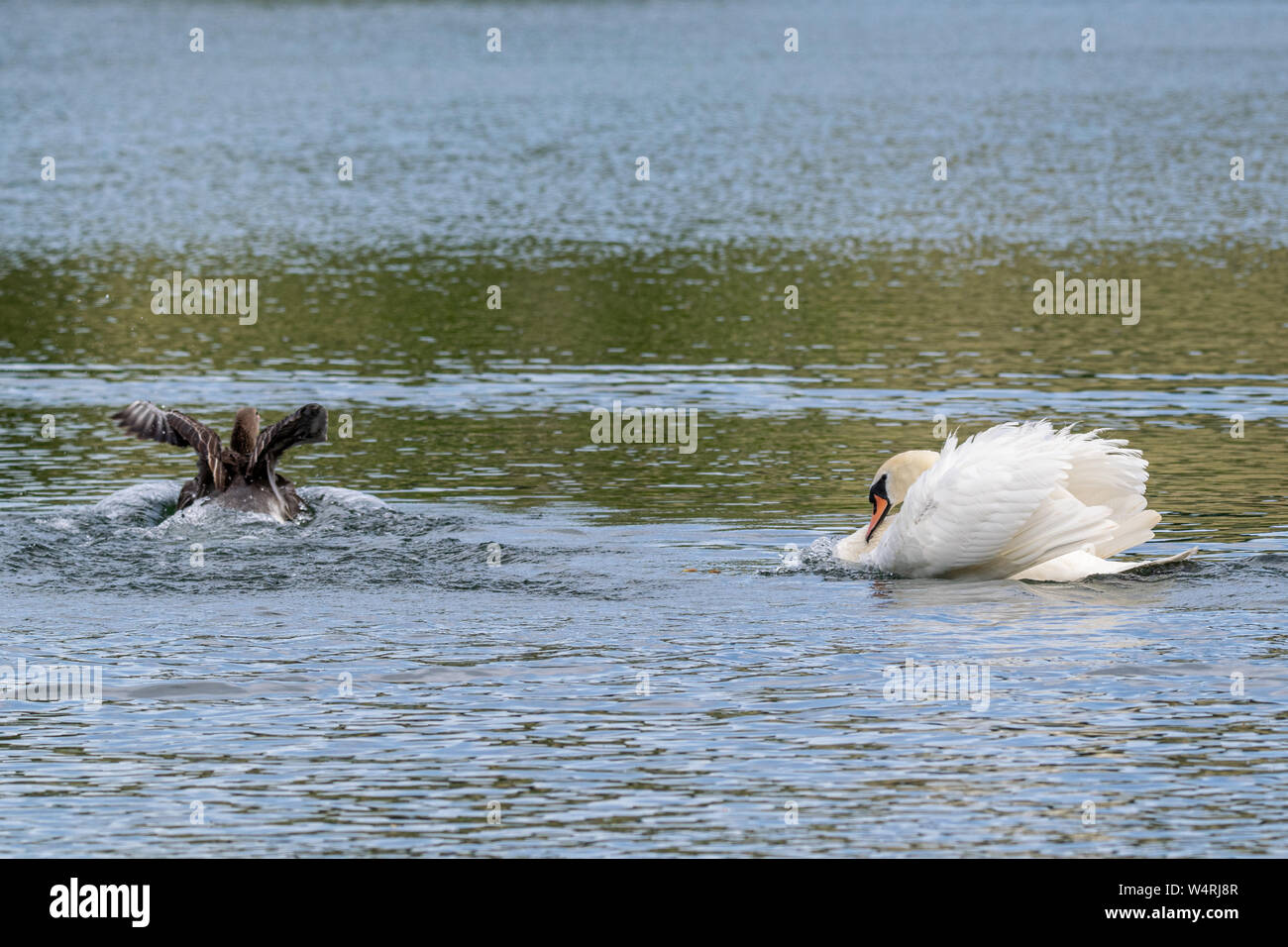 Adult mute swan in busking pose chasing off a greylag goose Stock Photo ...