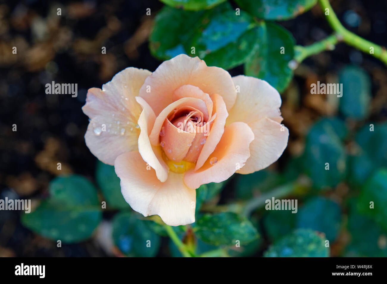 Strong colours rose hi-res stock photography and images - Alamy