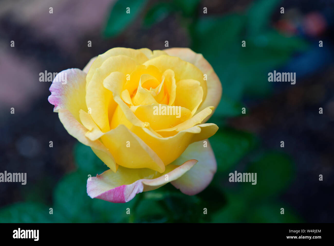 Strong colours rose hi-res stock photography and images - Alamy