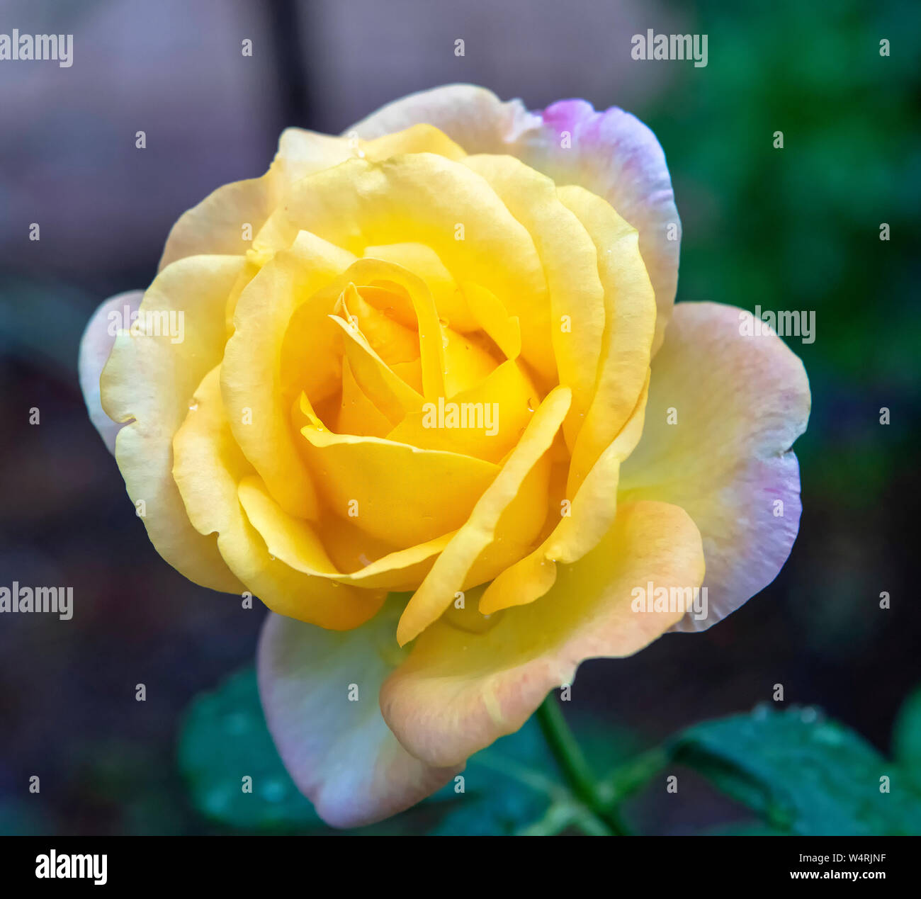 Strong colours rose hi-res stock photography and images - Alamy