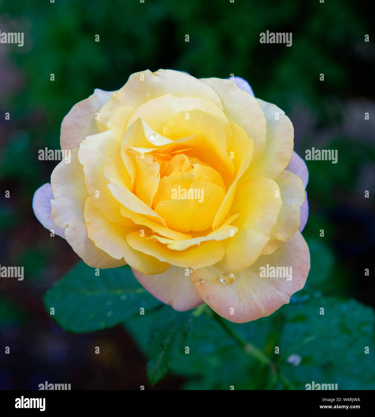 Strong colours rose hi-res stock photography and images - Alamy