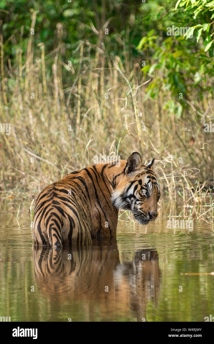 Royal bengal male tiger resting and cooling off in water body.Animal in ...