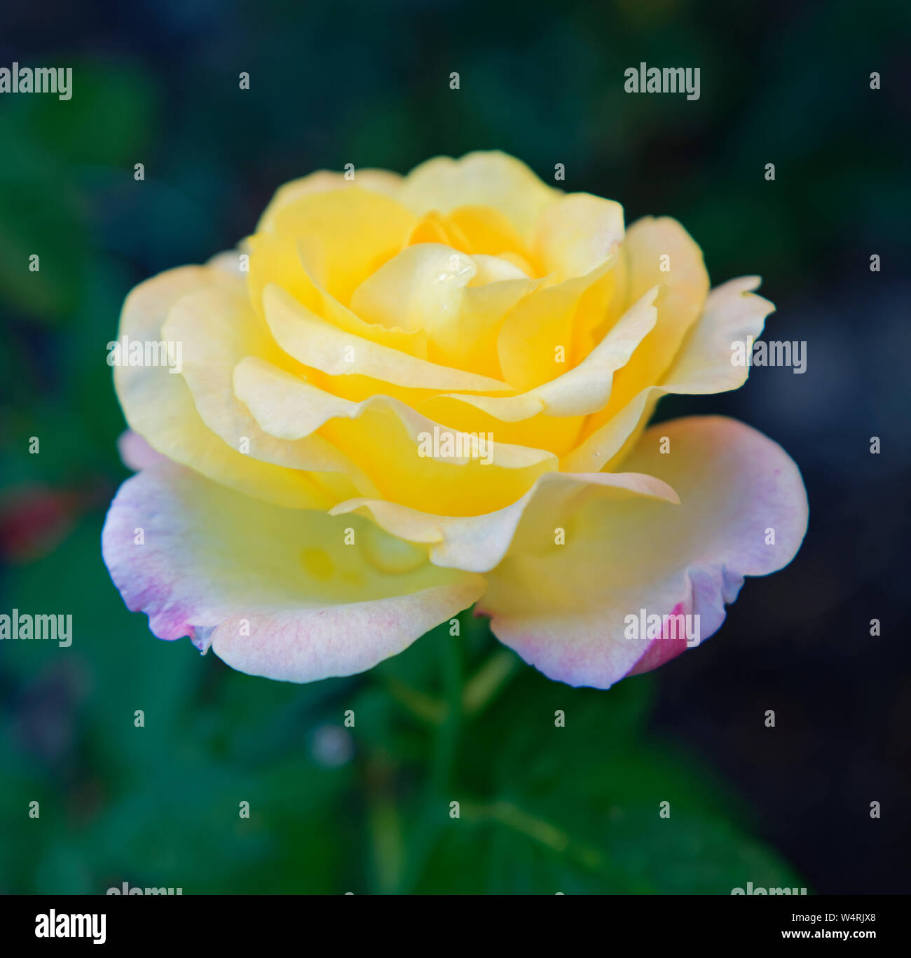 Strong colours rose hi-res stock photography and images - Alamy