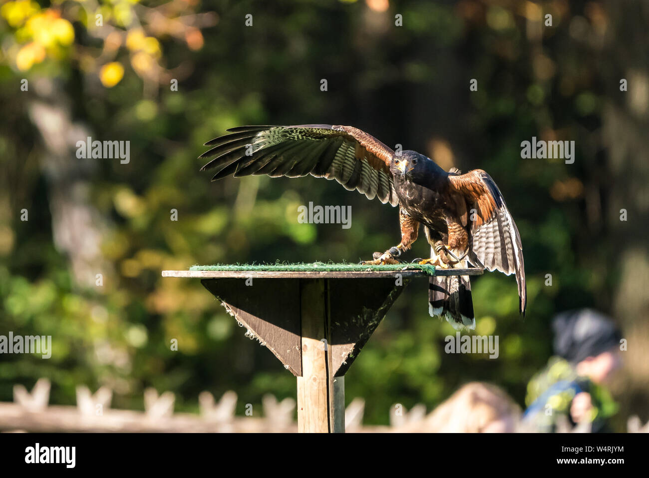 The Harris's hawk, Parabuteo unicinctus formerly known as the bay ...