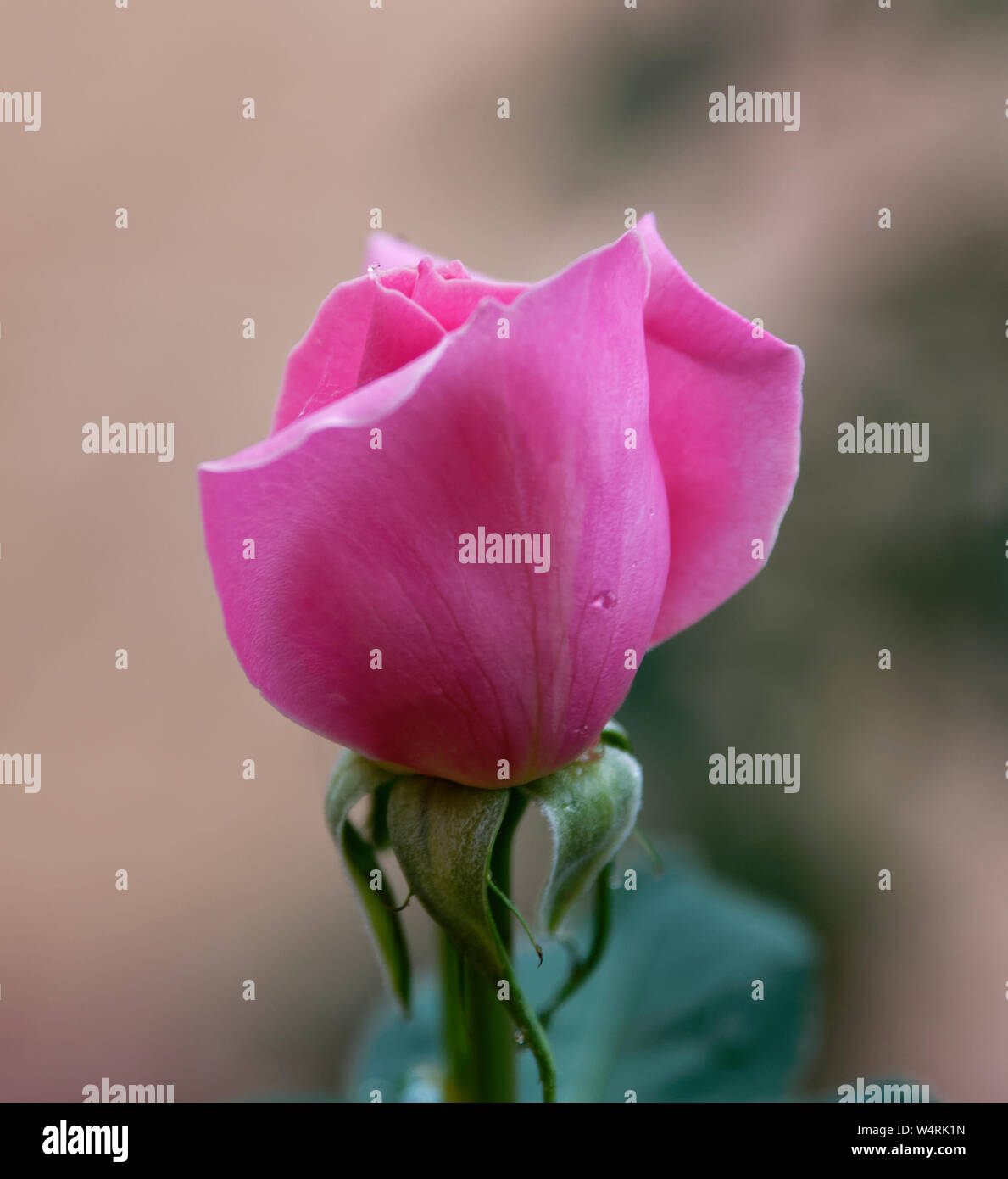 Strong colours rose hi-res stock photography and images - Alamy