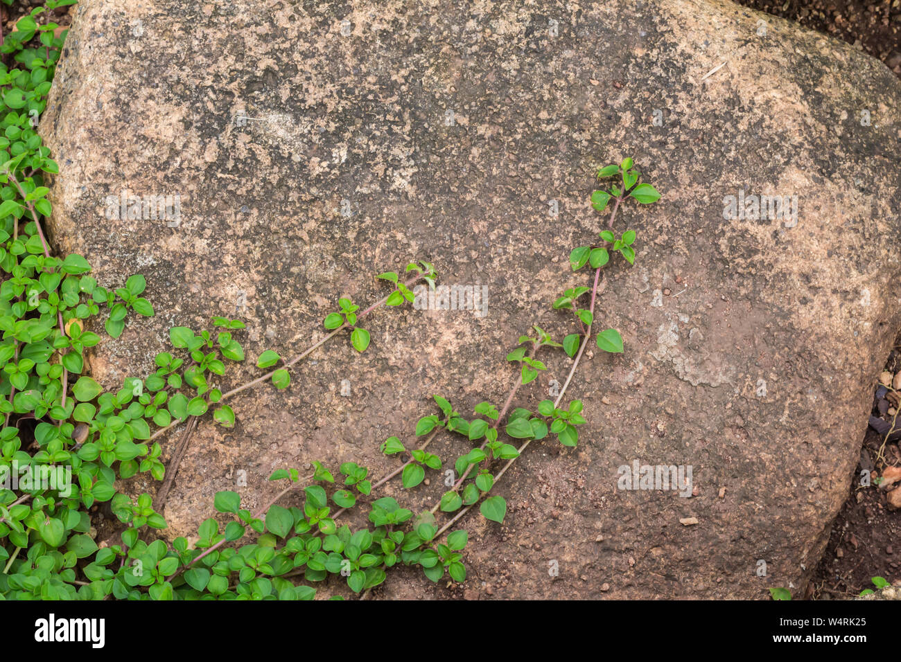 Ivy plant grows freely on the rock Stock Photo - Alamy