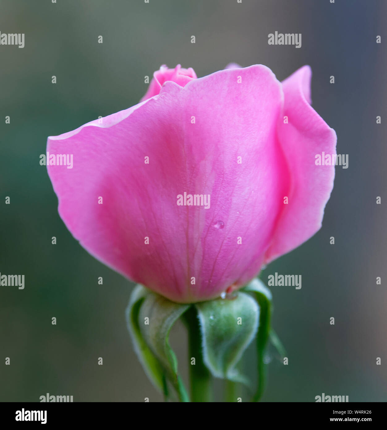 Strong colours rose hi-res stock photography and images - Alamy
