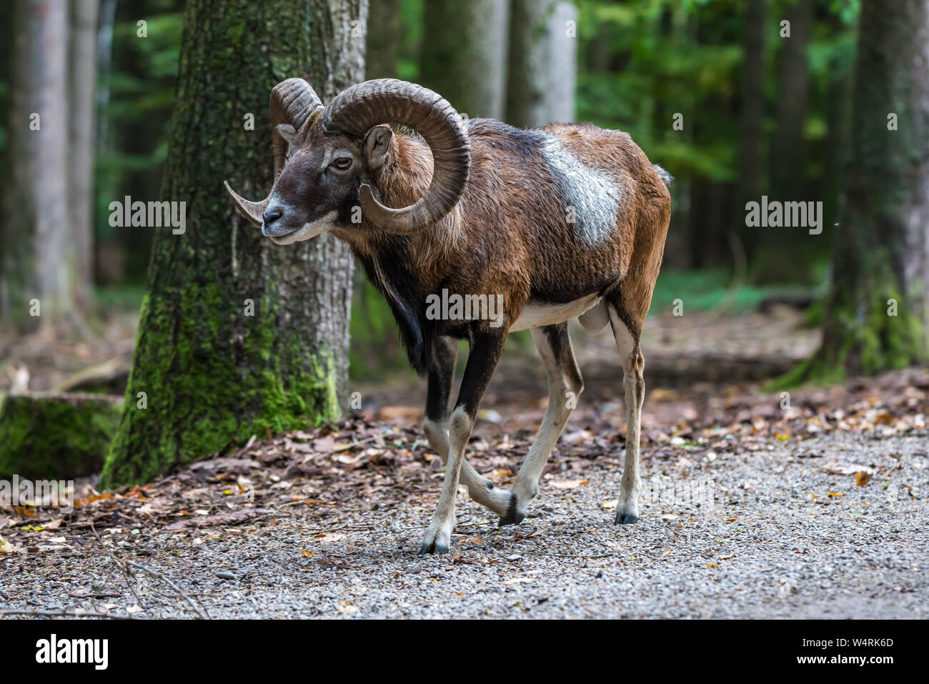 The European mouflon, Ovis orientalis musimon is the westernmost and ...