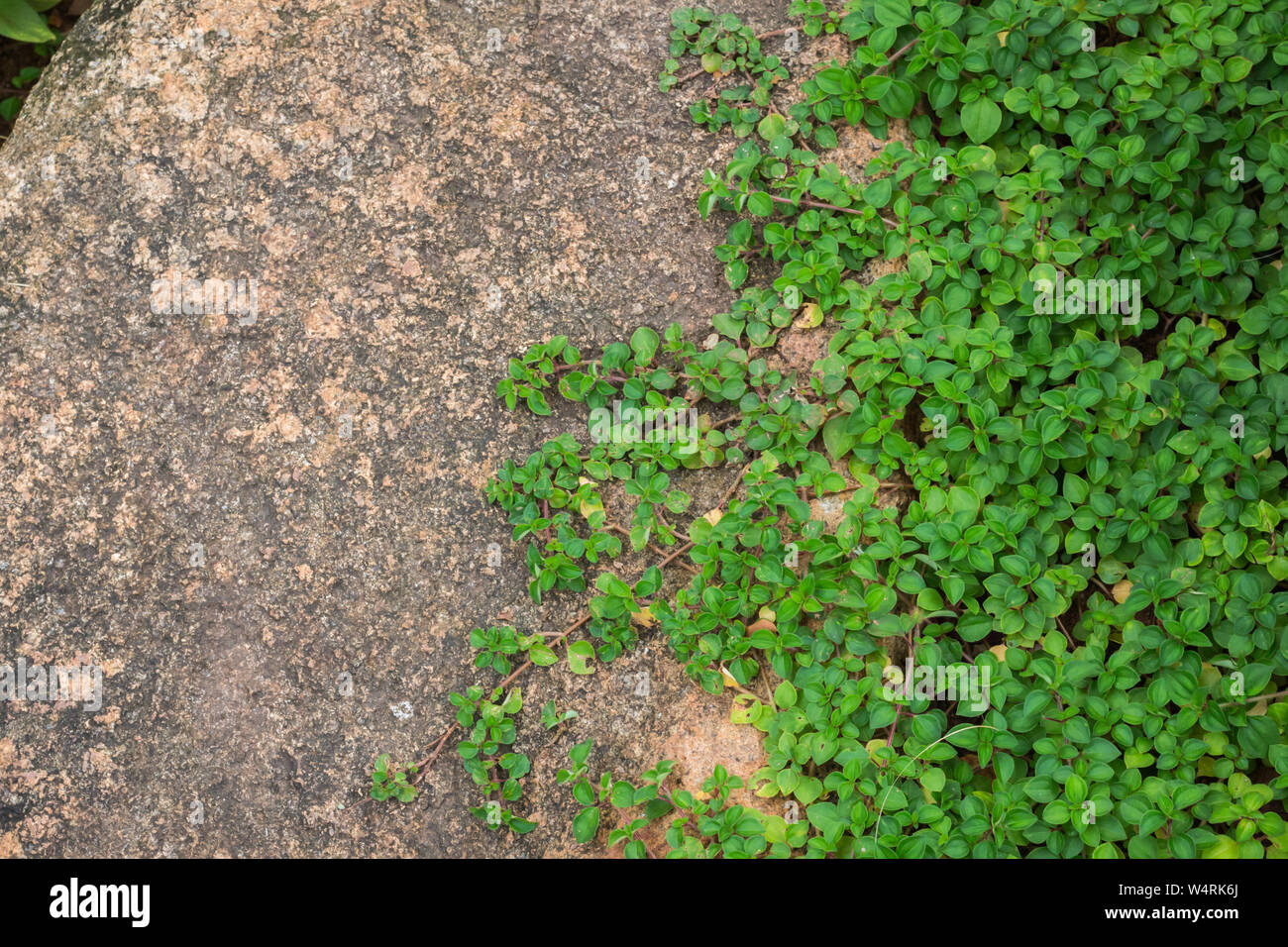 Ivy plant grows freely on the rock Stock Photo - Alamy