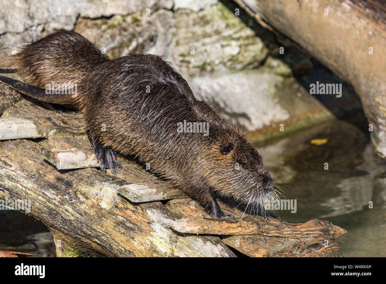 Coypu, Myocastor coypus, also known as river rat or nutria, is a large ...